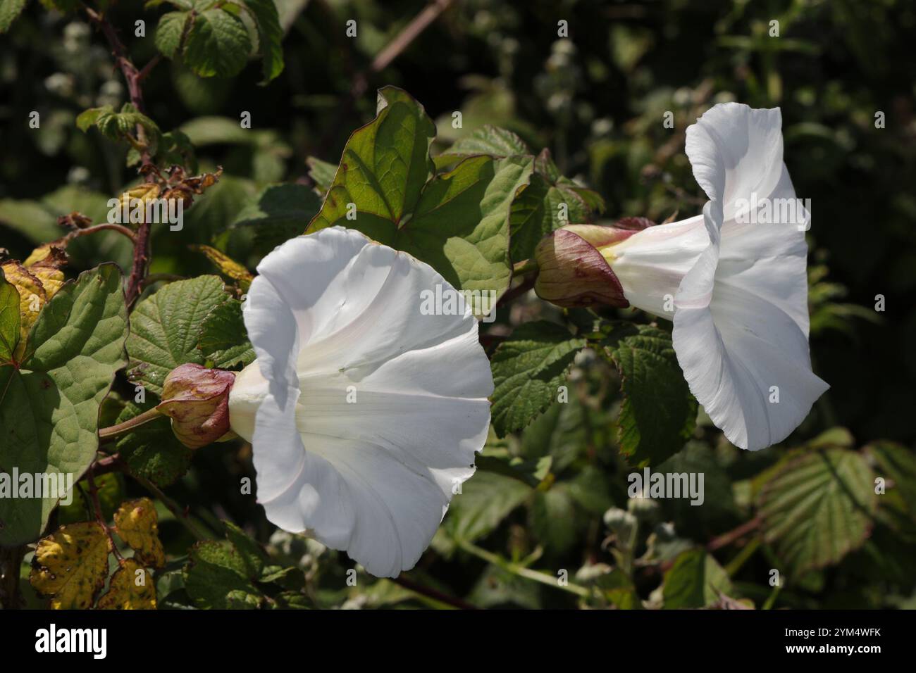 large bindweed (Calystegia silvatica Stock Photo - Alamy