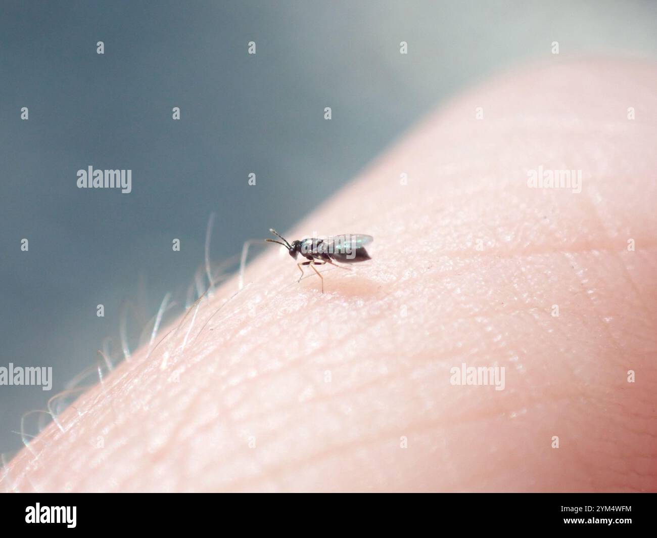 Chalcidoid wasps hi-res stock photography and images - Alamy