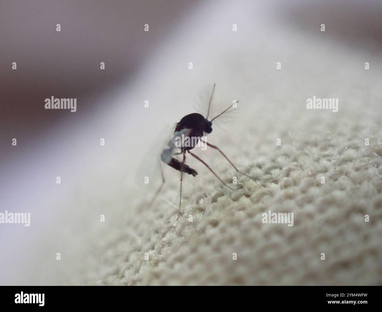 Non-biting Midges (Chironomidae Stock Photo - Alamy