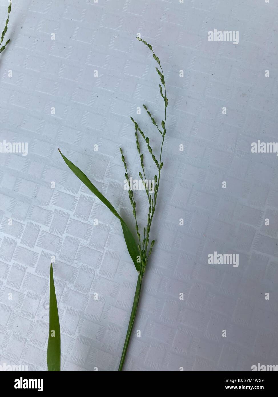 panic veldtgrass (Ehrharta erecta Stock Photo - Alamy