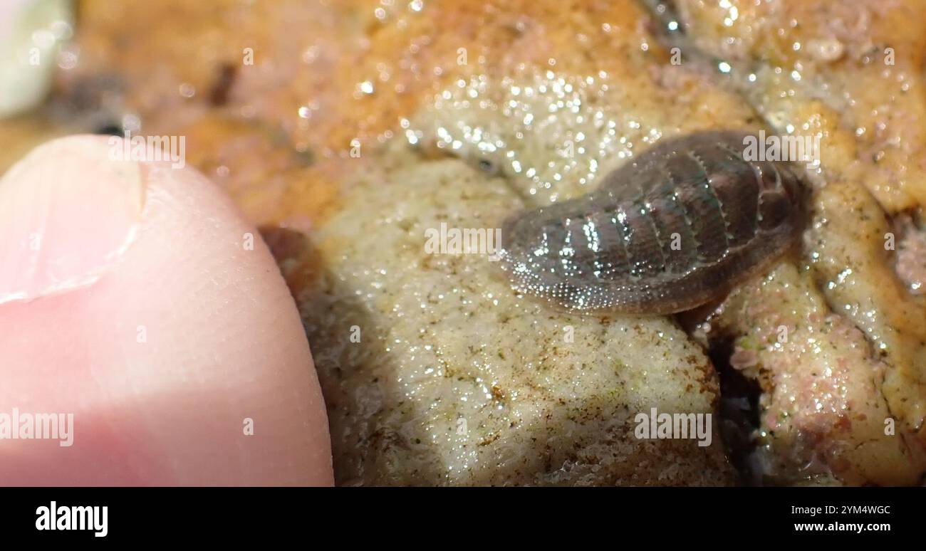 Austral Chiton (Ischnochiton australis Stock Photo - Alamy