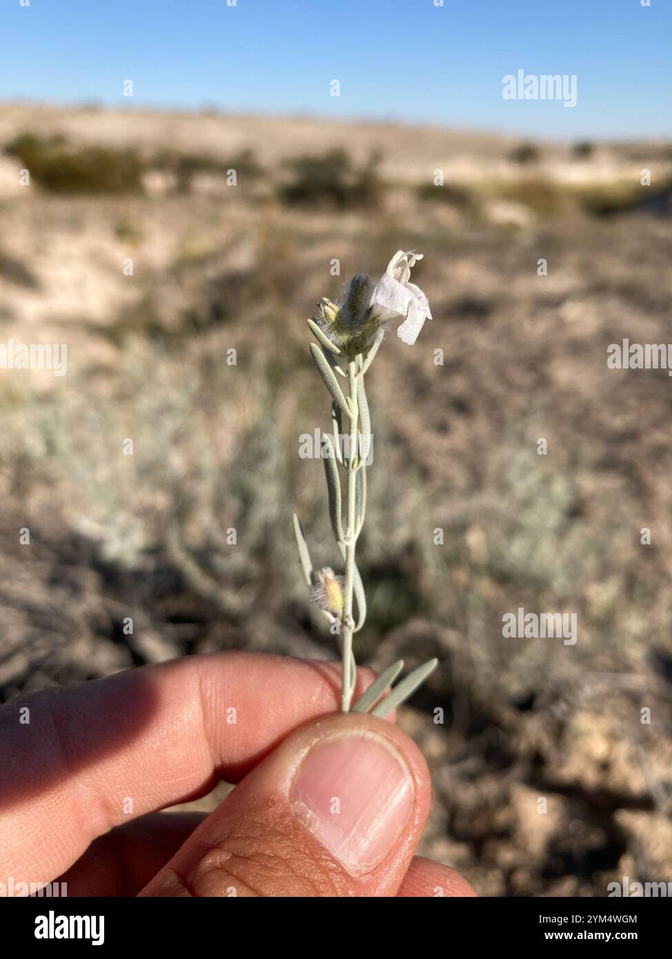 Frosted Mint (Poliomintha incana Stock Photo - Alamy