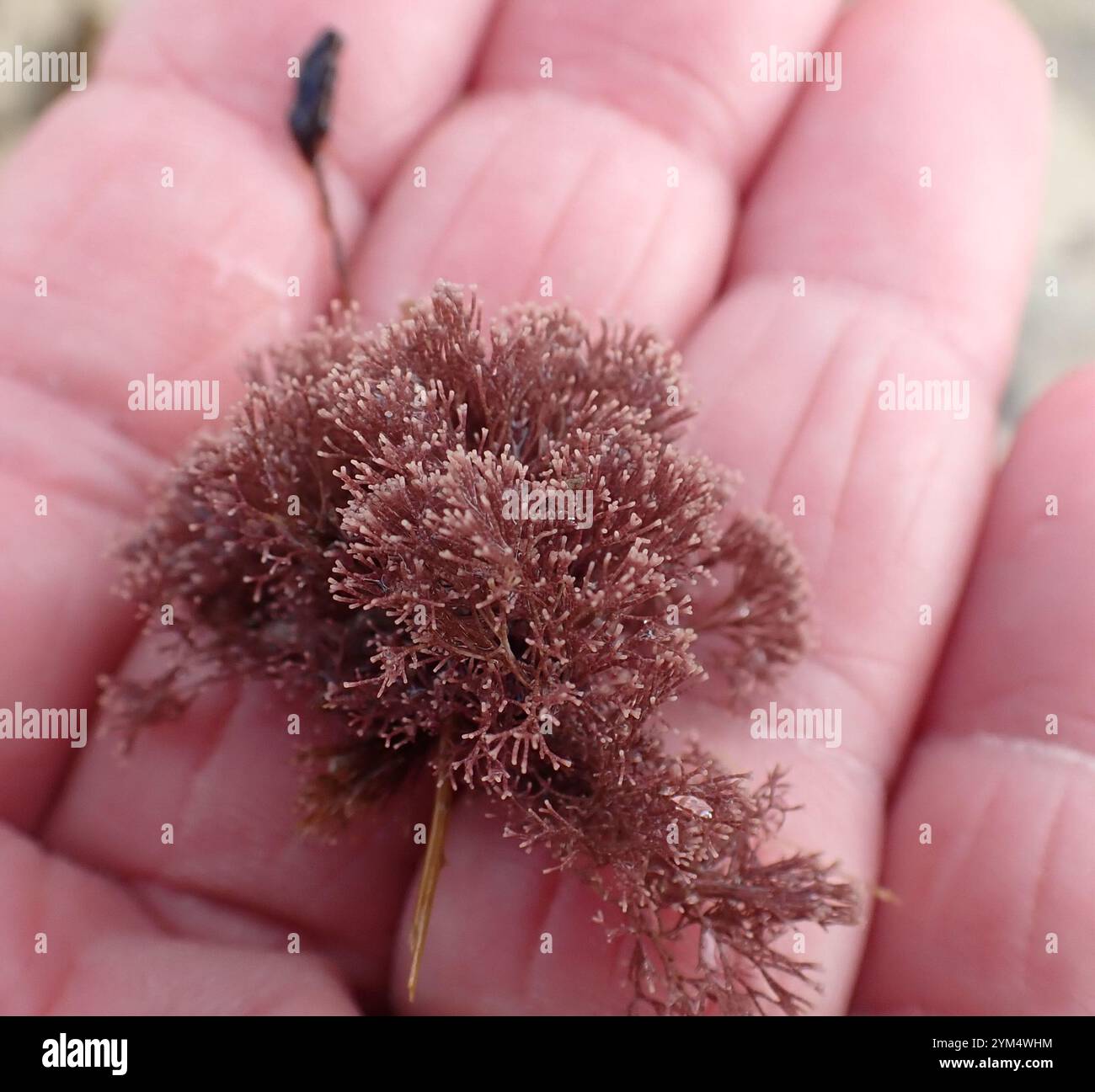 Red Coralline Algae (Jania Stock Photo - Alamy