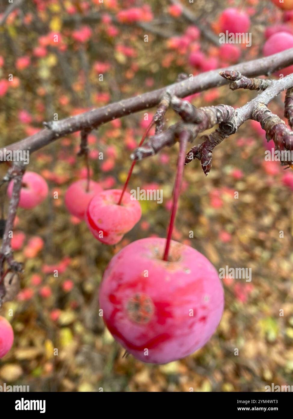 Siberian crabapple (Malus baccata Stock Photo - Alamy