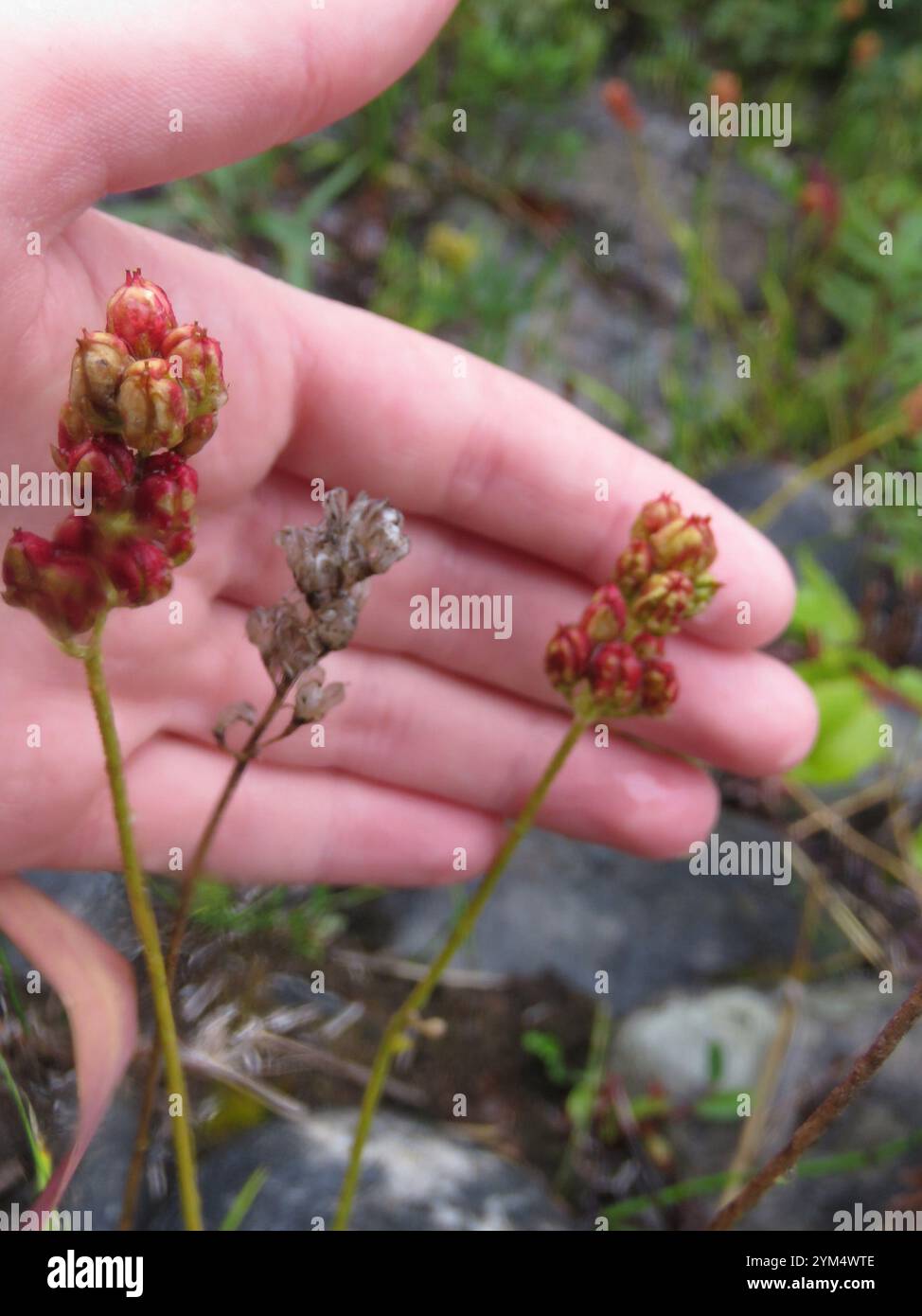 Sticky False Asphodel (Triantha glutinosa Stock Photo - Alamy