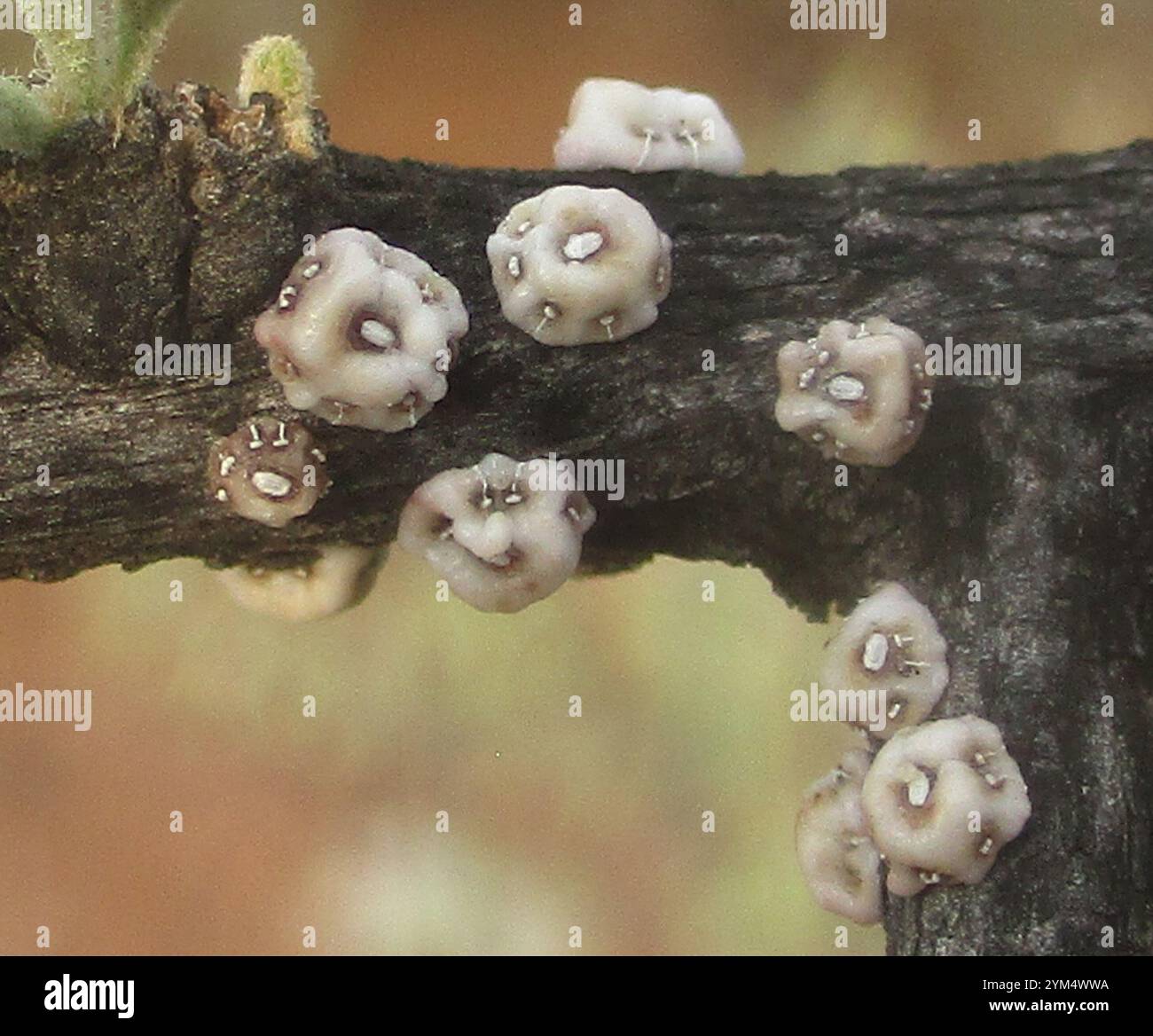 Wax Scales (Ceroplastes Stock Photo - Alamy