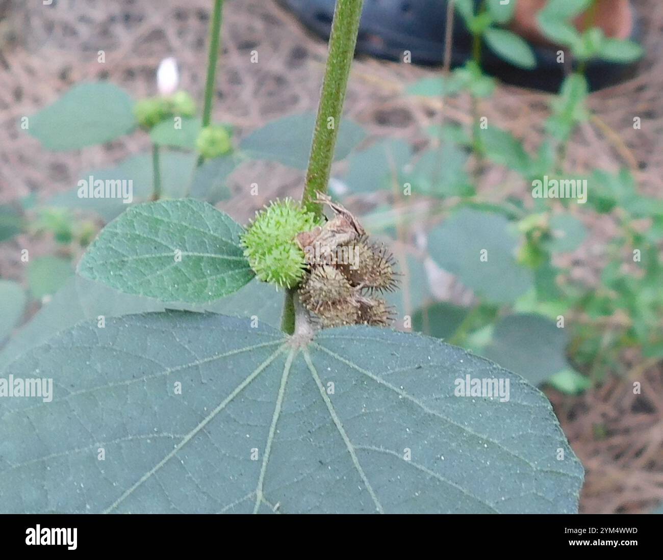Caesar weed (Urena lobata Stock Photo - Alamy