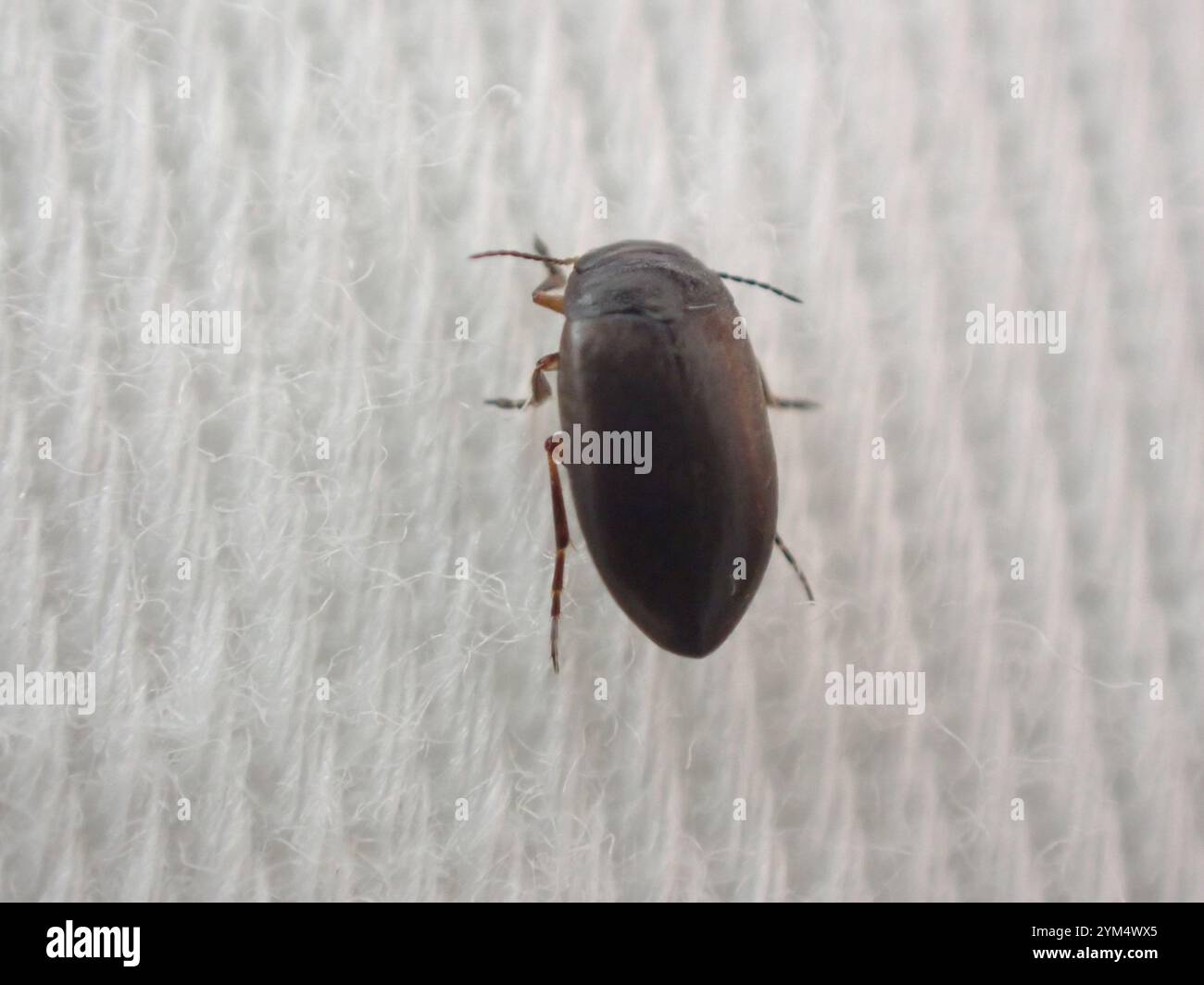 Hydroporus hi-res stock photography and images - Alamy
