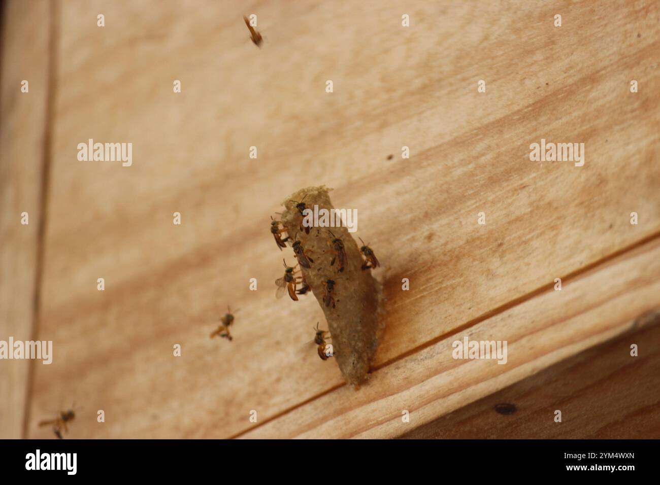 Narrow Stingless Bee (Tetragonisca angustula Stock Photo - Alamy
