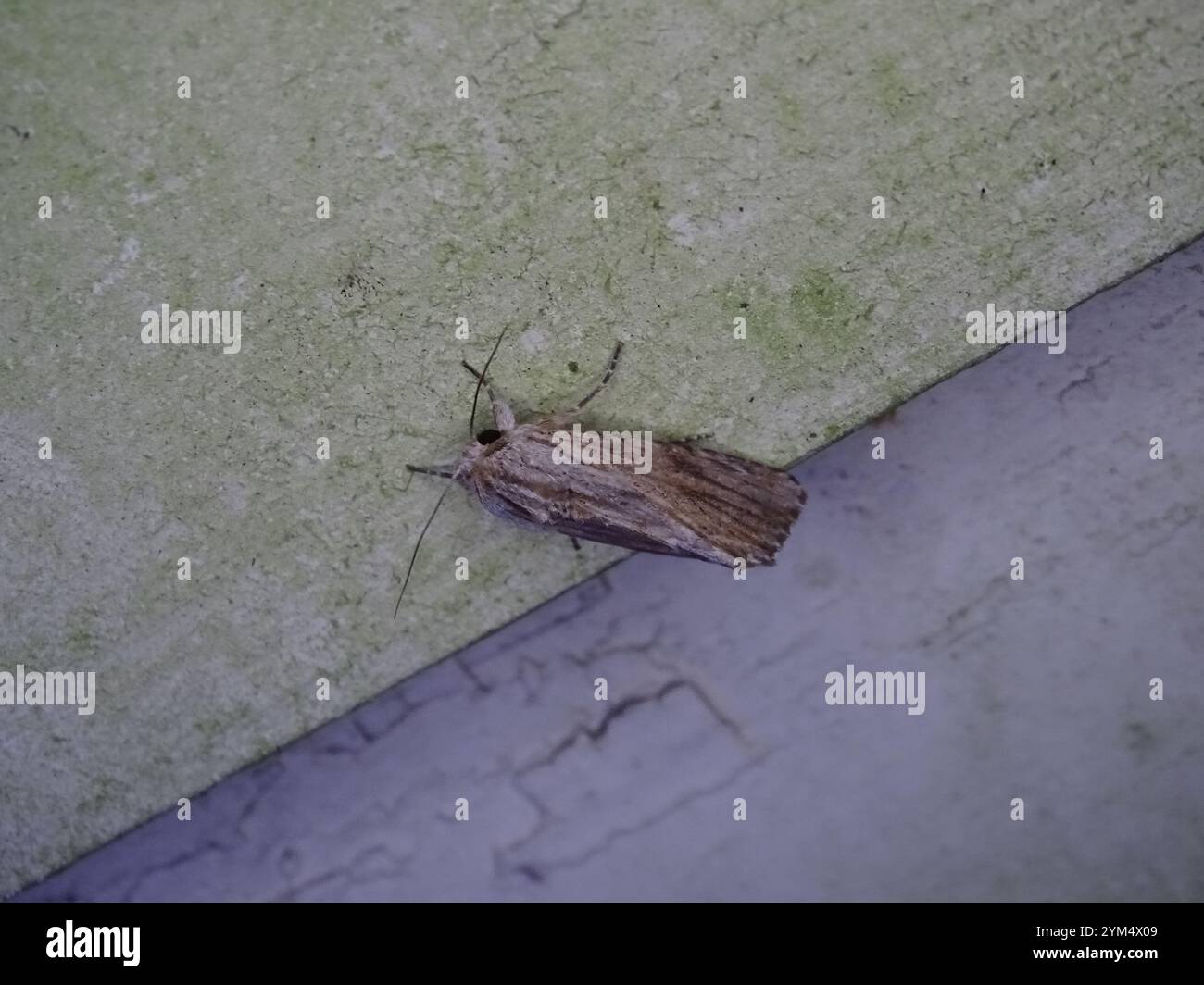 Southern Armyworm Moth (Spodoptera eridania Stock Photo - Alamy