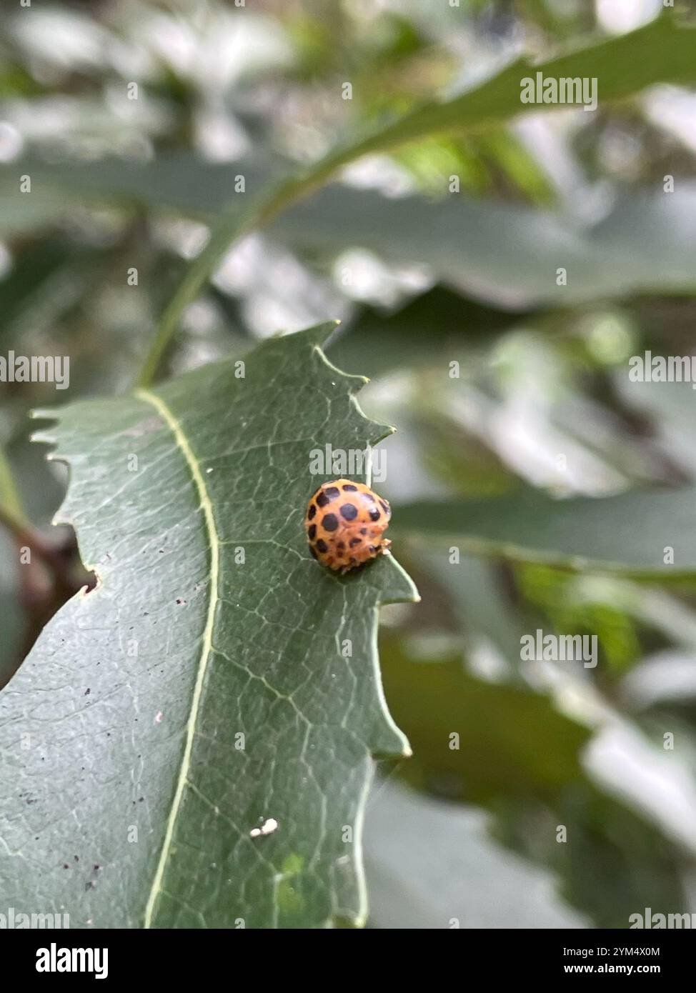 Vigintioctopunctata hi-res stock photography and images - Alamy