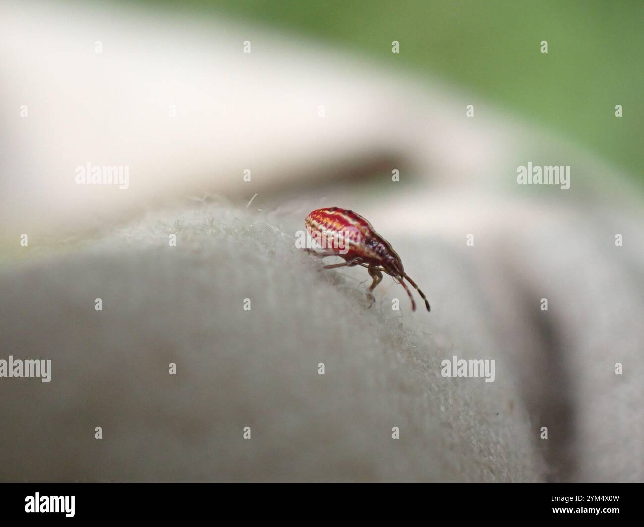 True Bugs (Heteroptera Stock Photo - Alamy