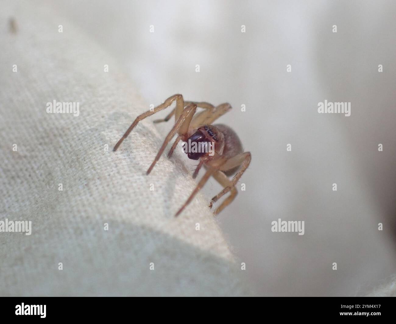 Sac Spiders (Clubionidae Stock Photo - Alamy