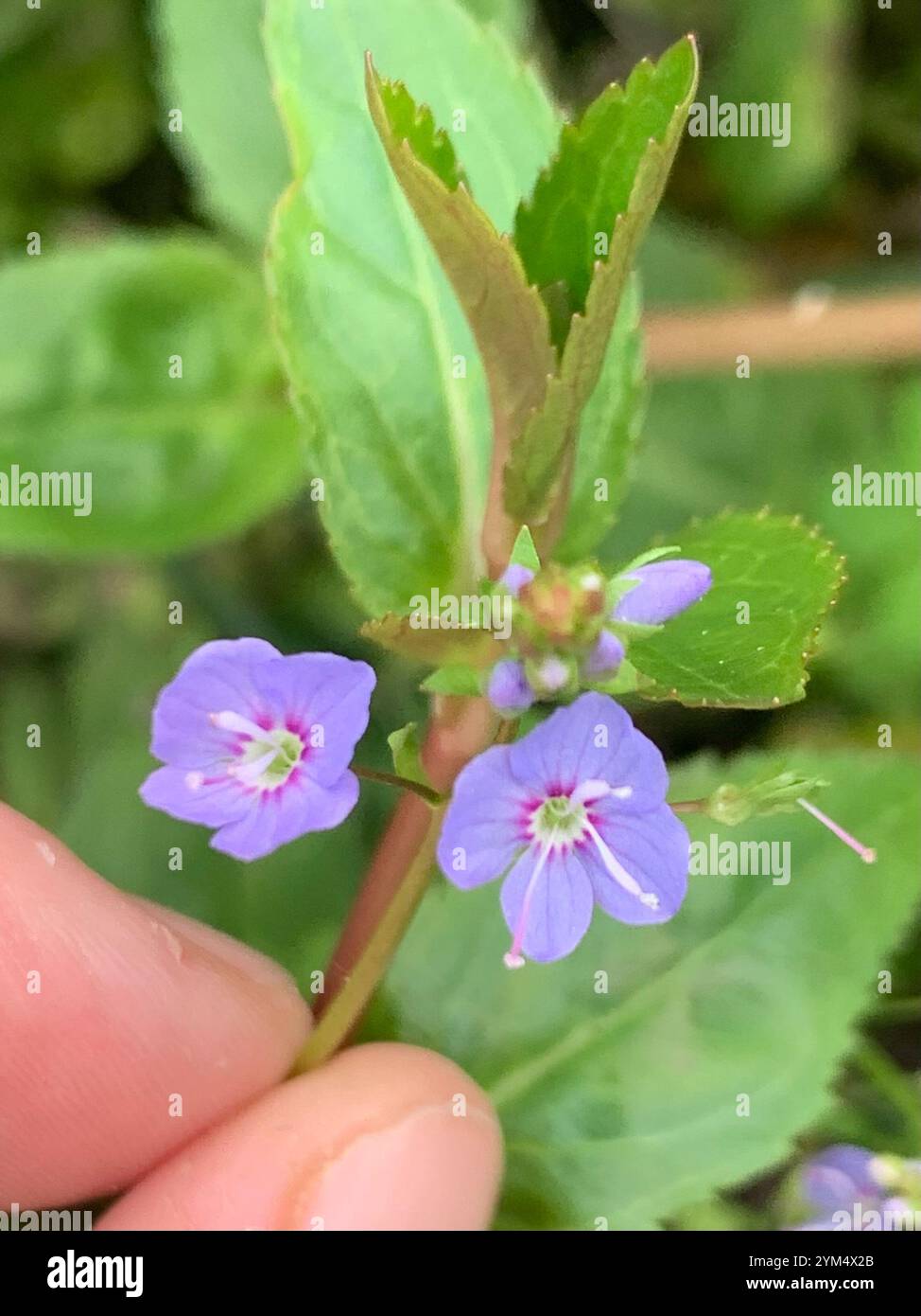 American brooklime (Veronica americana Stock Photo - Alamy