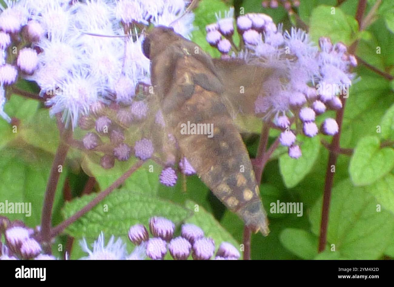 Mournful Sphinx (Enyo lugubris Stock Photo - Alamy