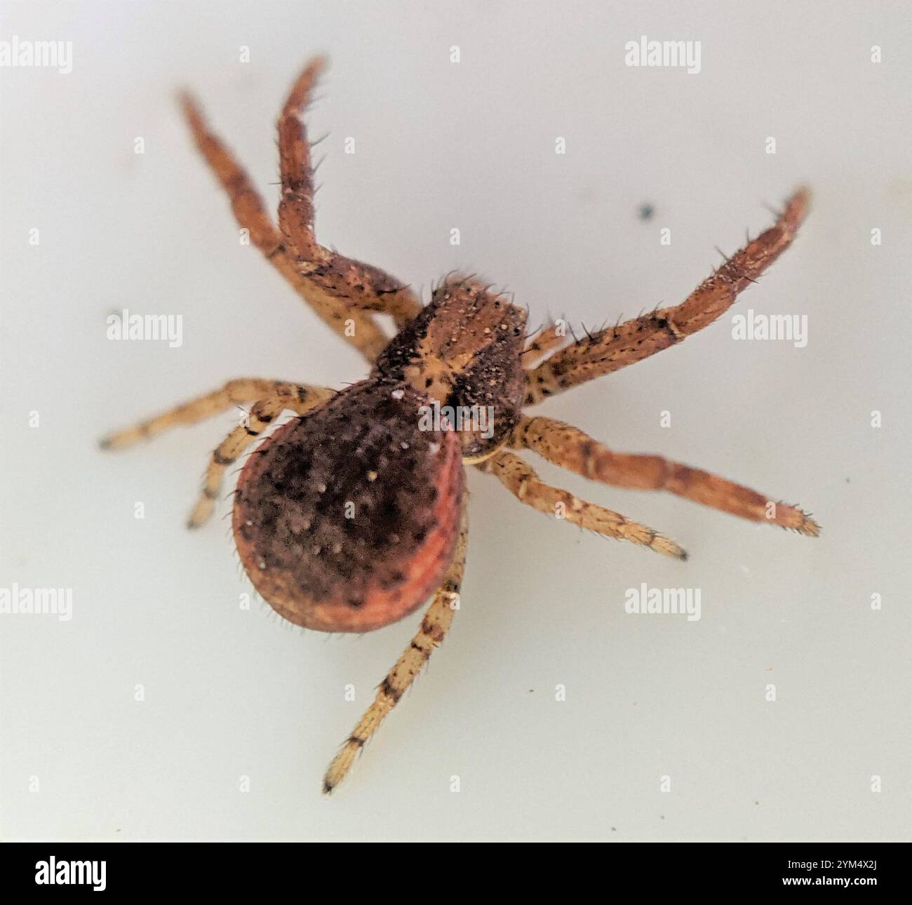 Crab Spiders (Thomisidae Stock Photo - Alamy