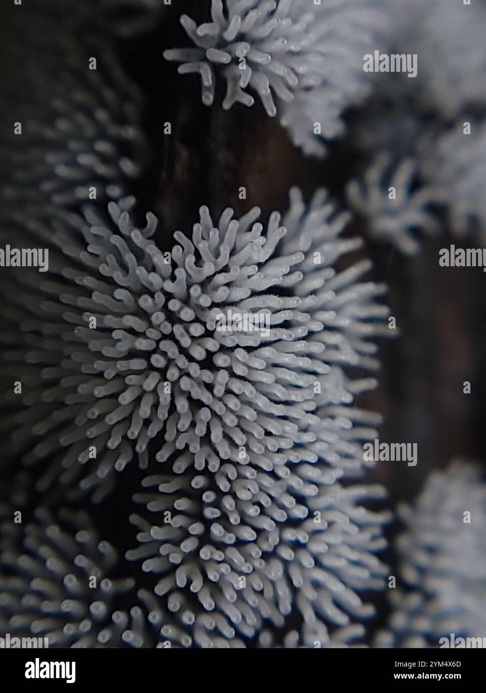 Honeycomb Coral Slime Mold (Ceratiomyxa fruticulosa Stock Photo - Alamy