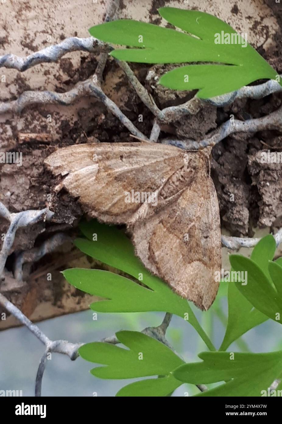 Geometer Moths (Geometridae Stock Photo - Alamy