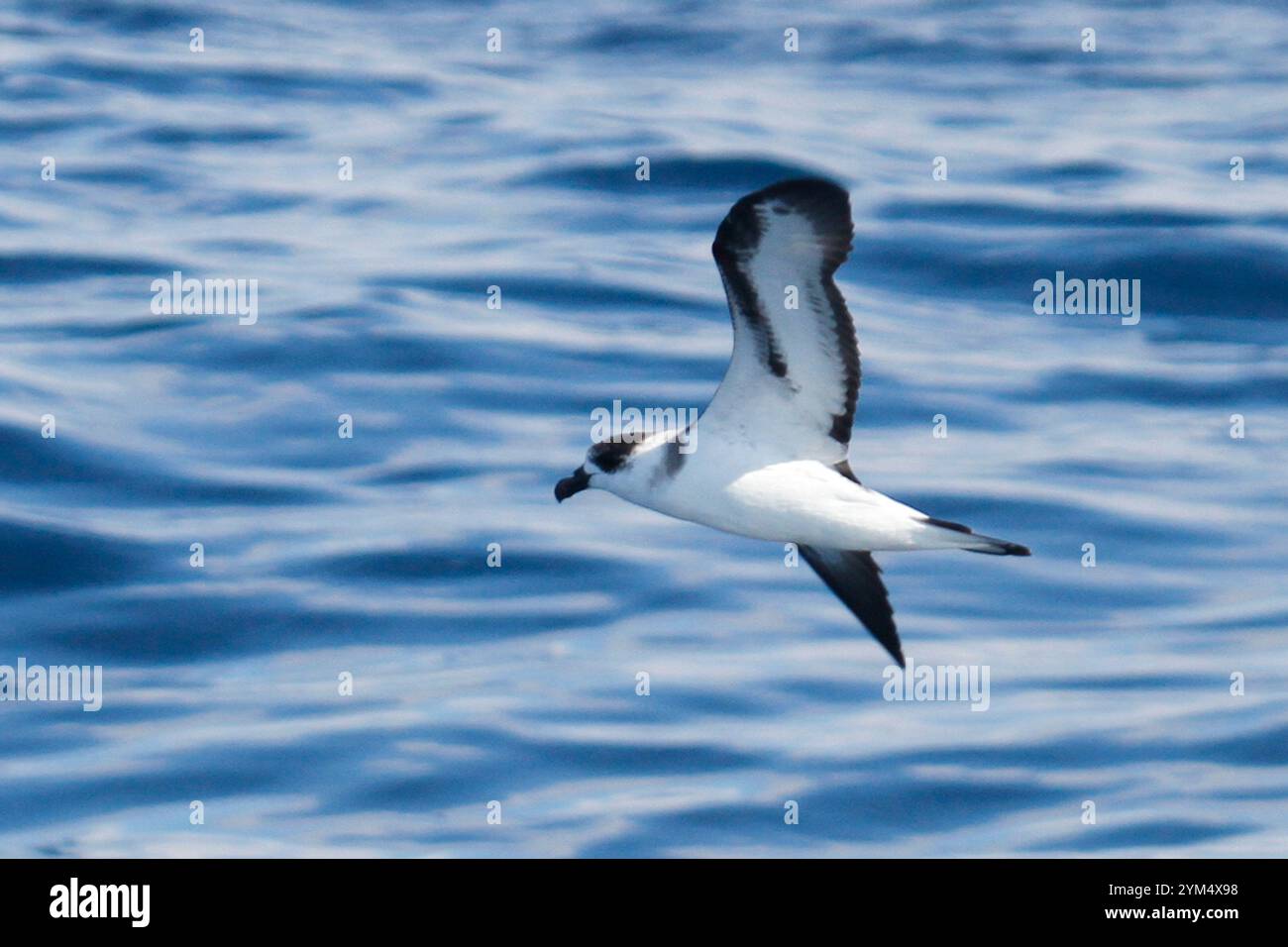Black-capped Petrel (Pterodroma hasitata Stock Photo - Alamy