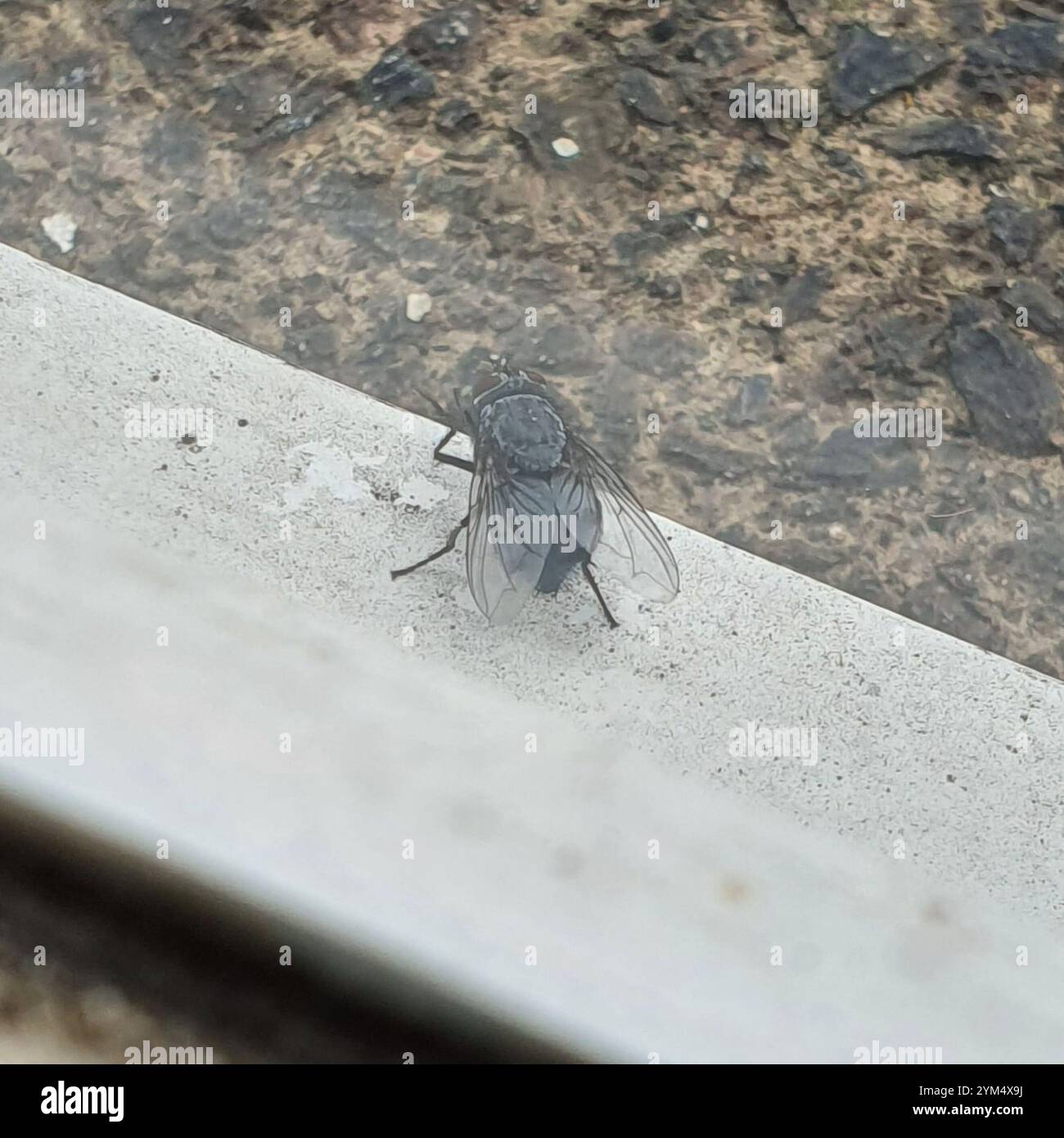 Bluebottle Flies (Calliphora Stock Photo - Alamy