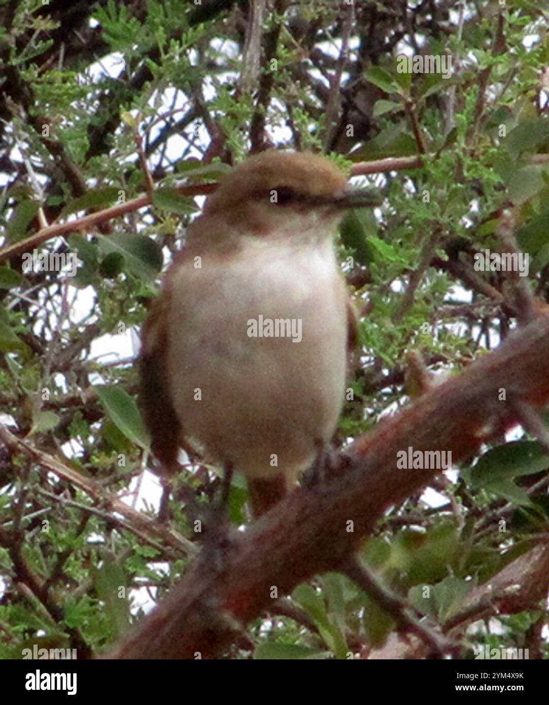 Marico flycatcher hi-res stock photography and images - Alamy