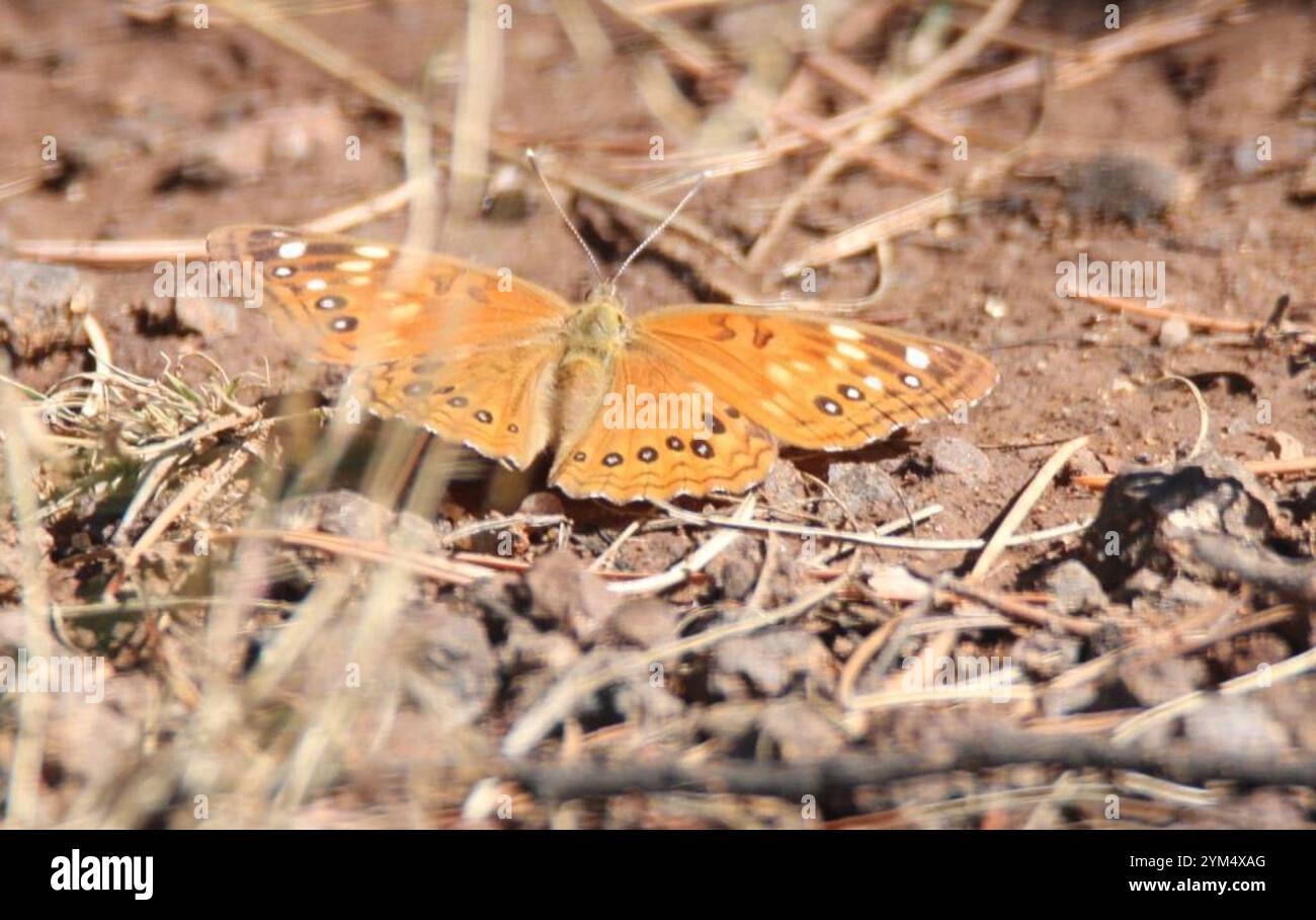 Hackberry Emperor (Asterocampa celtis Stock Photo - Alamy