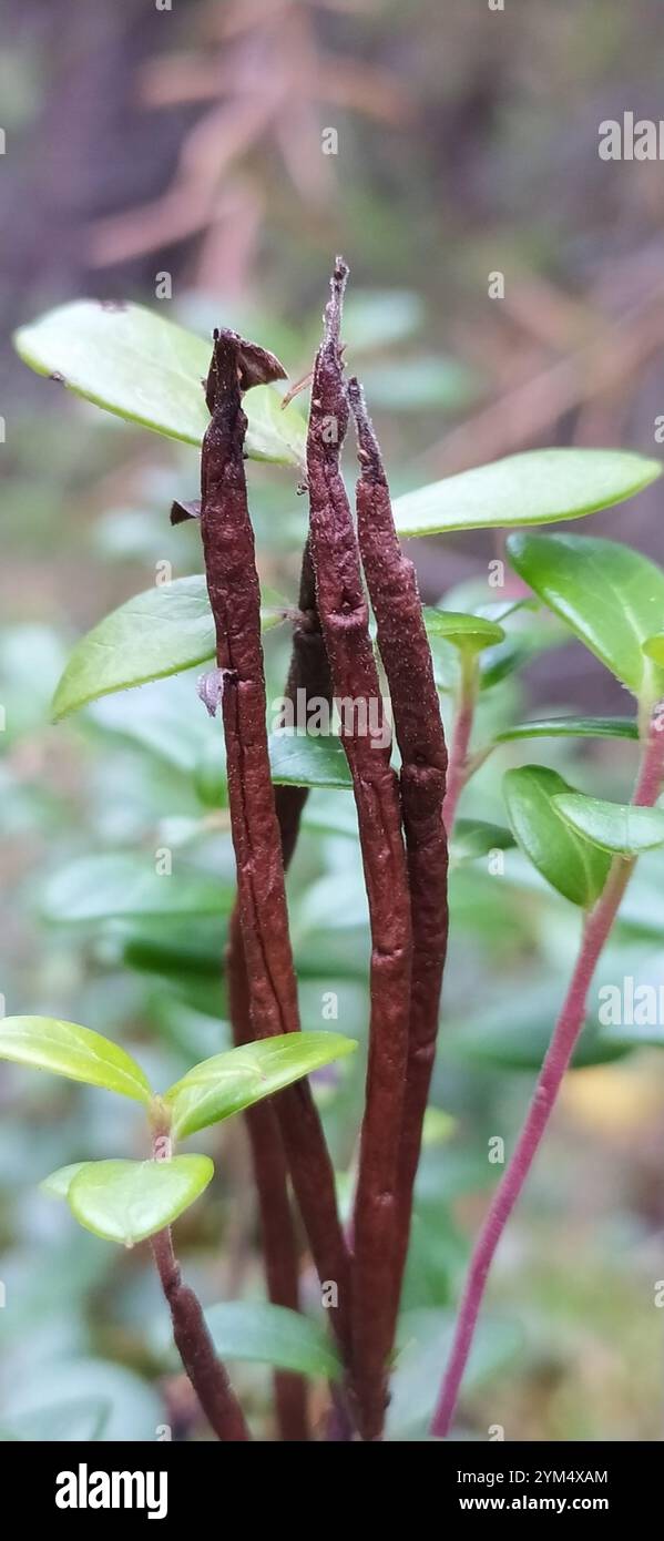 Huckleberry Broom Rust Fungus (Calyptospora columnaris Stock Photo - Alamy