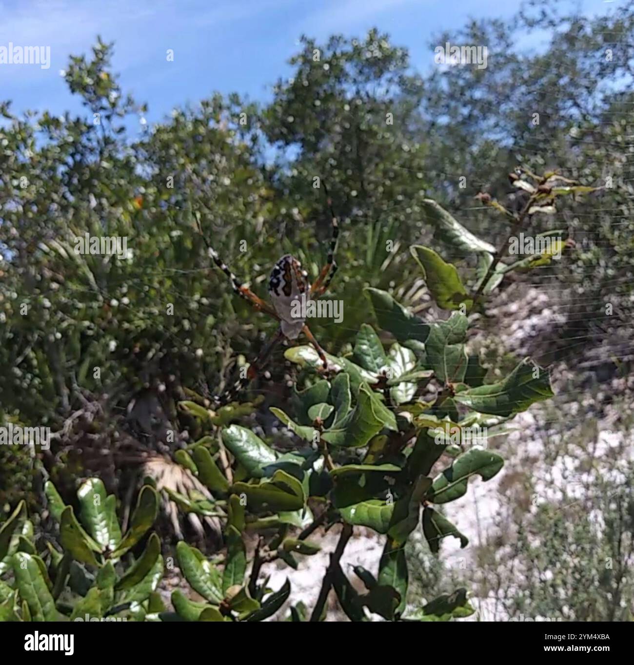 Florida Garden Spider (Argiope florida Stock Photo - Alamy