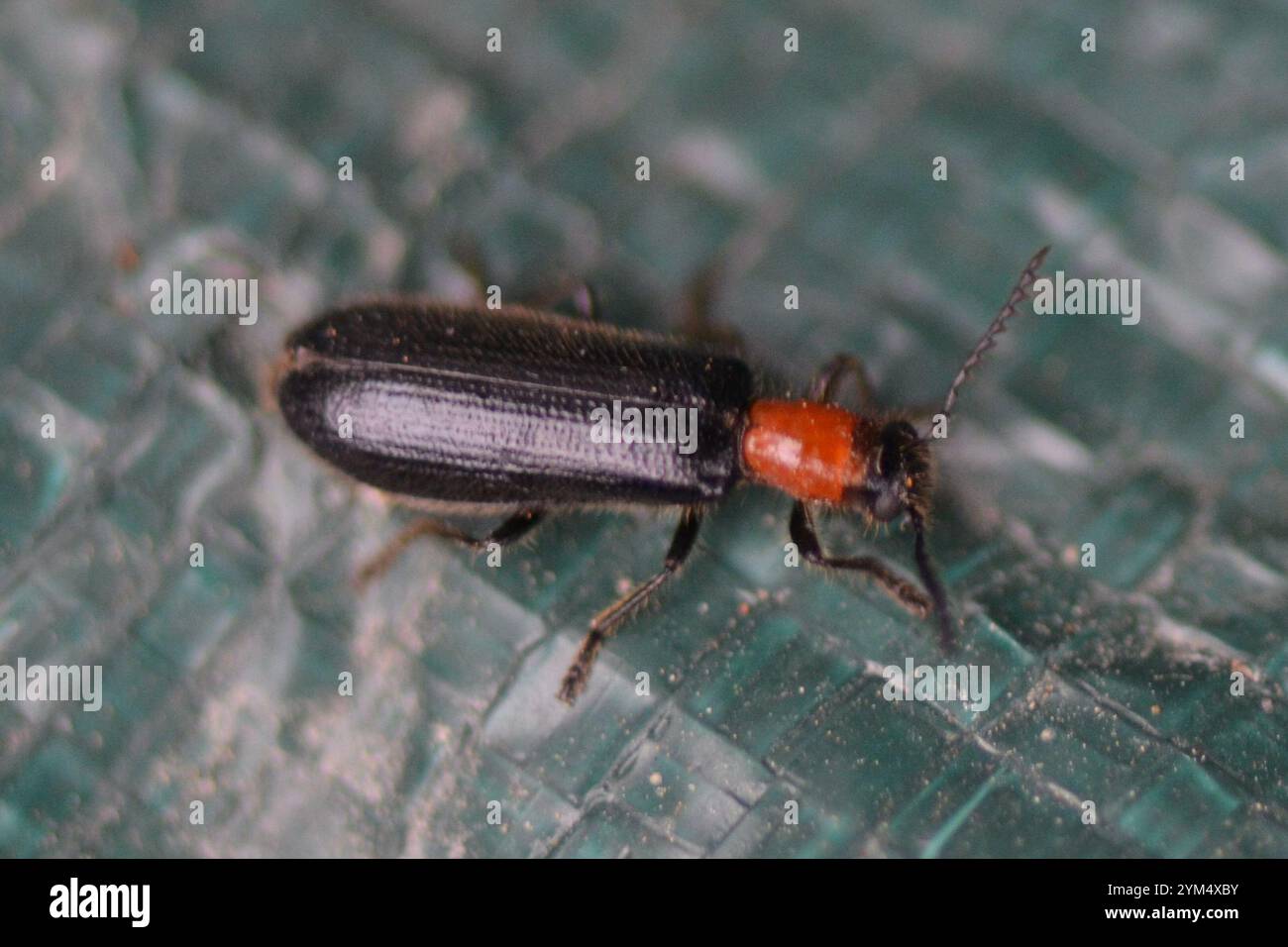 Tillus hi-res stock photography and images - Alamy