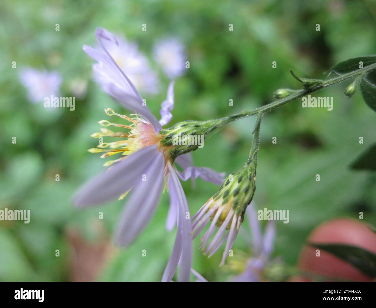Short's aster (Symphyotrichum shortii Stock Photo - Alamy