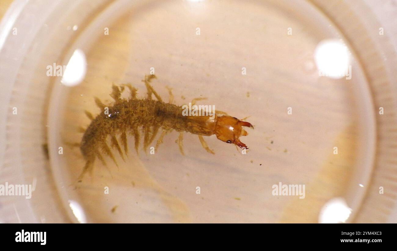 Eastern Dobsonfly (Corydalus cornutus Stock Photo - Alamy