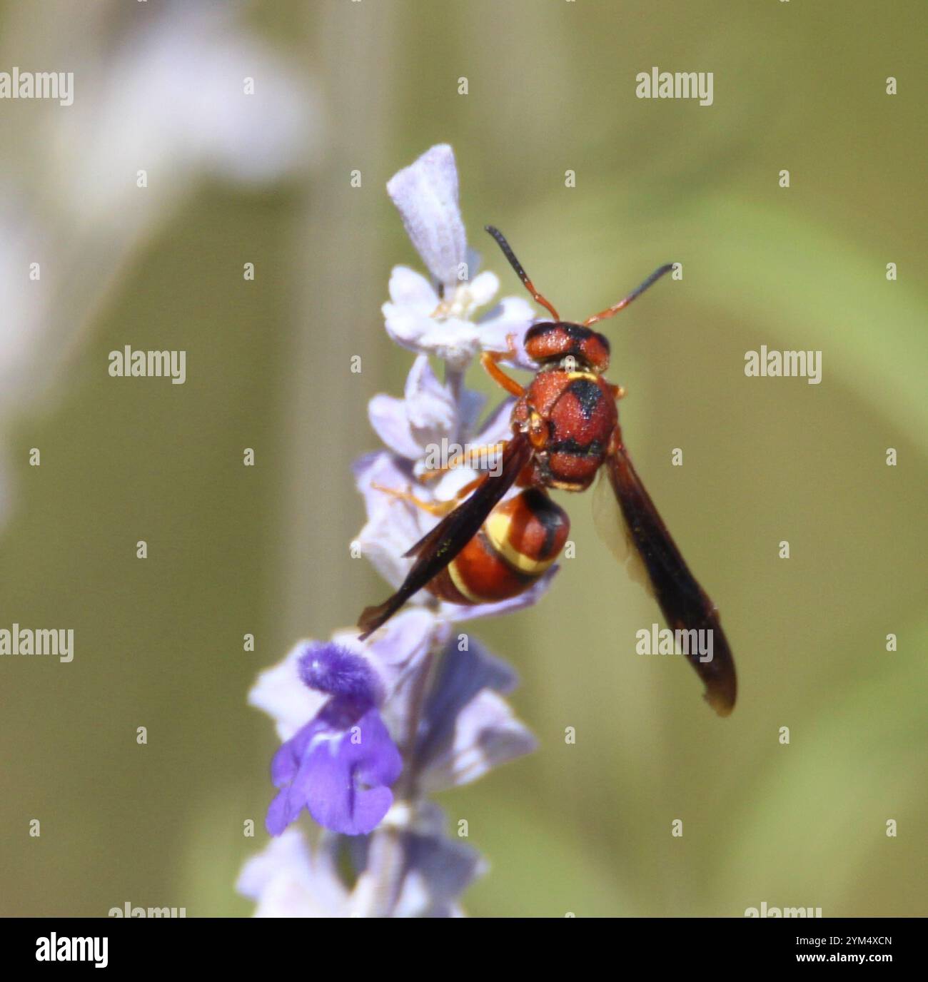 Water-walking wasp (Euodynerus crypticus Stock Photo - Alamy