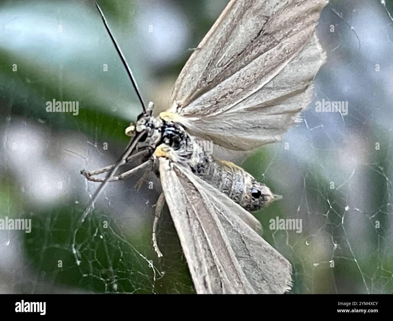 California Oak Moth (Phryganidia californica Stock Photo - Alamy