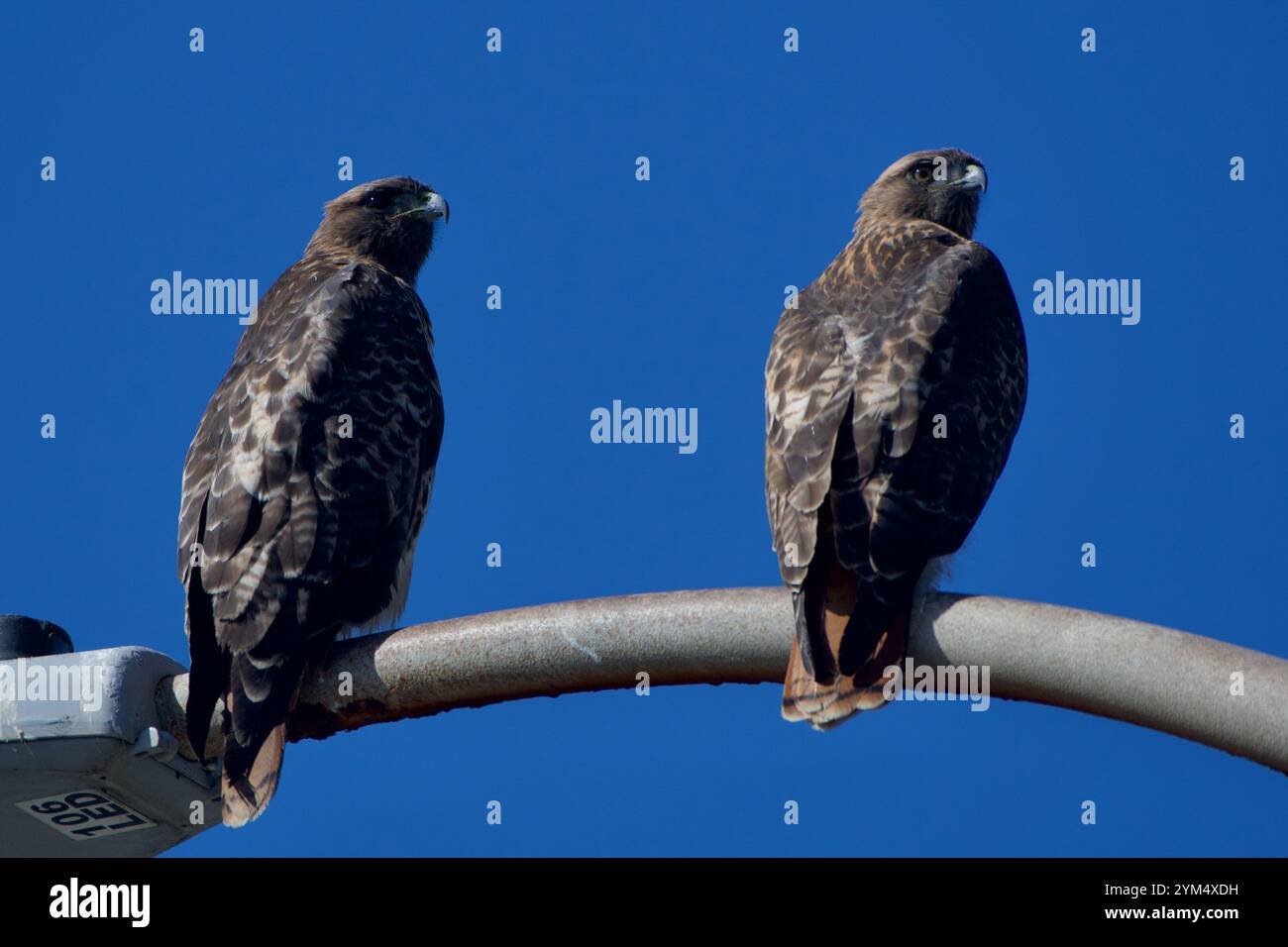 Western Red-tailed Hawk (Buteo jamaicensis calurus Stock Photo - Alamy