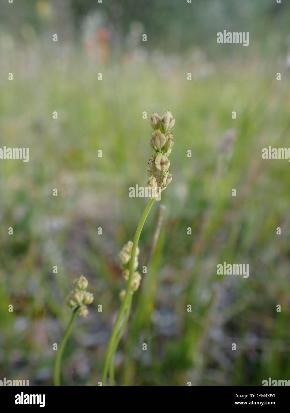 Scottish asphodel hi-res stock photography and images - Alamy