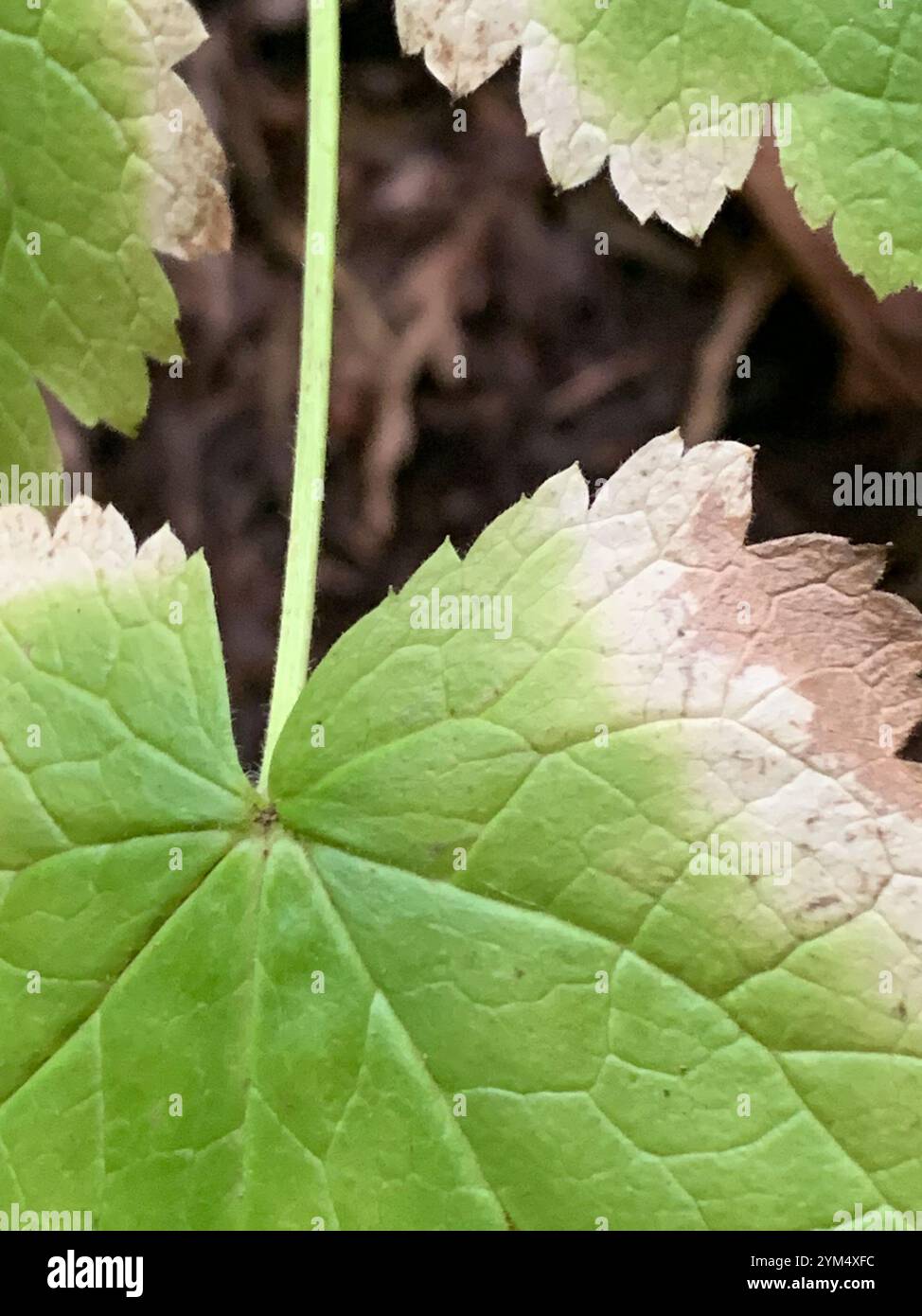 Tall Bugbane (Actaea elata Stock Photo - Alamy