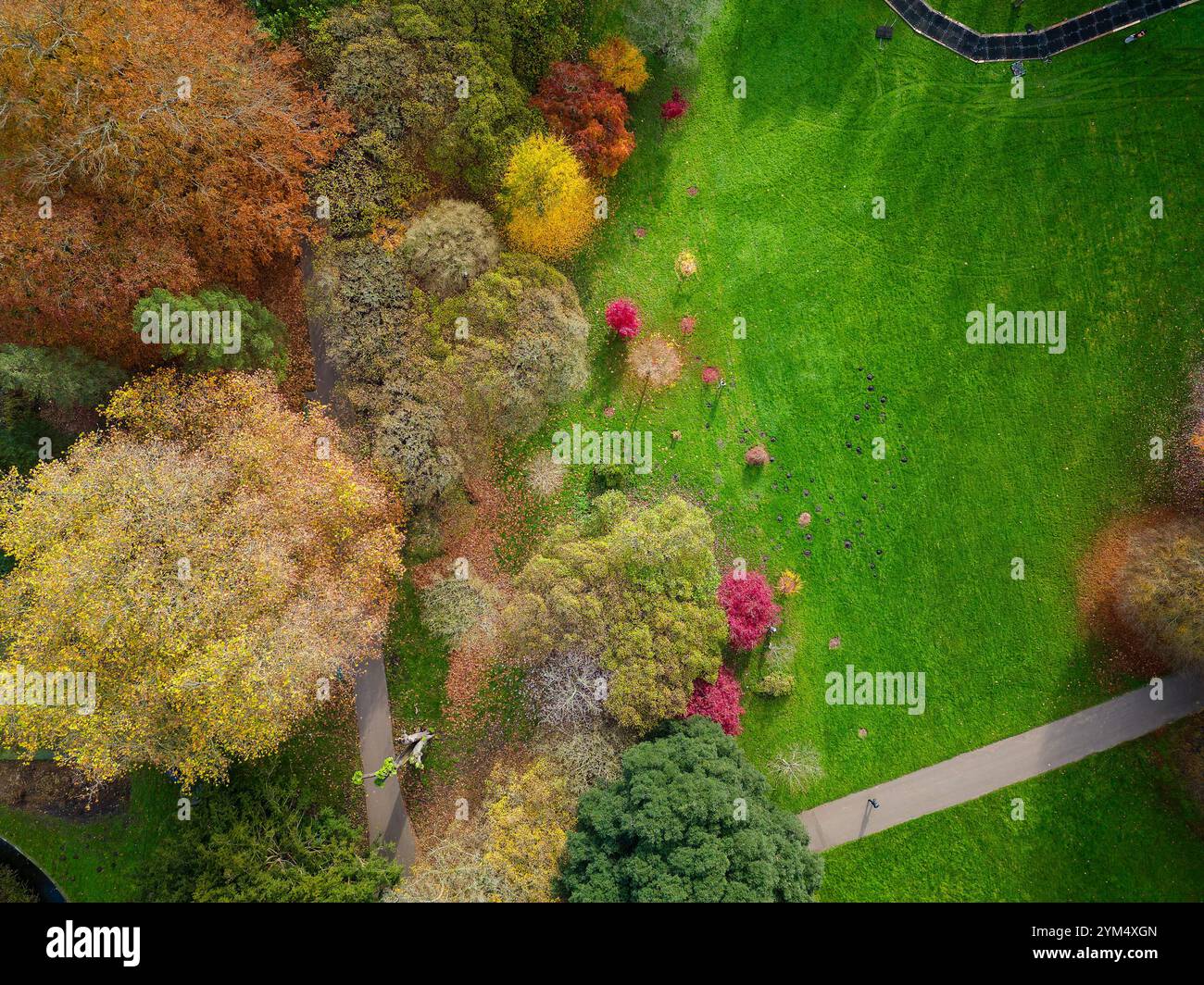 Aerial view of stunning fall foliage and trees Stock Photo - Alamy