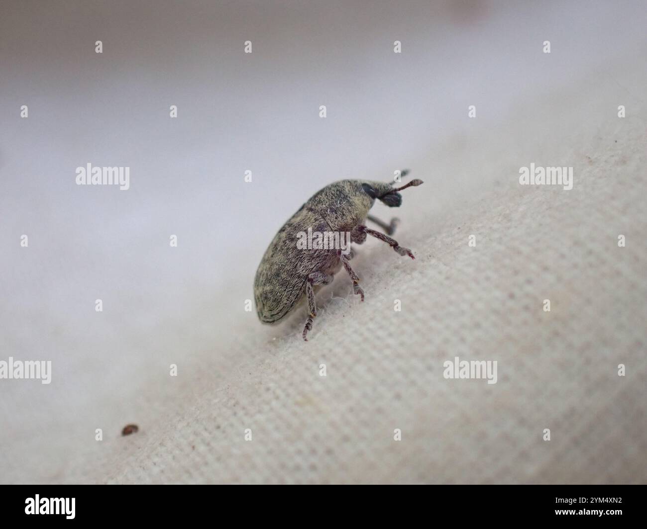 Lesser knapweed flower weevil hi-res stock photography and images - Alamy