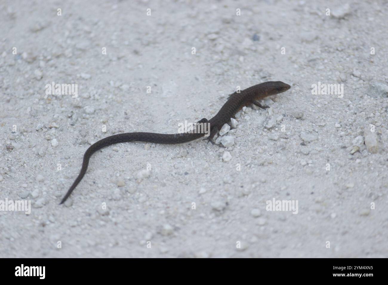 Sun Tegus (Proctoporus Stock Photo - Alamy