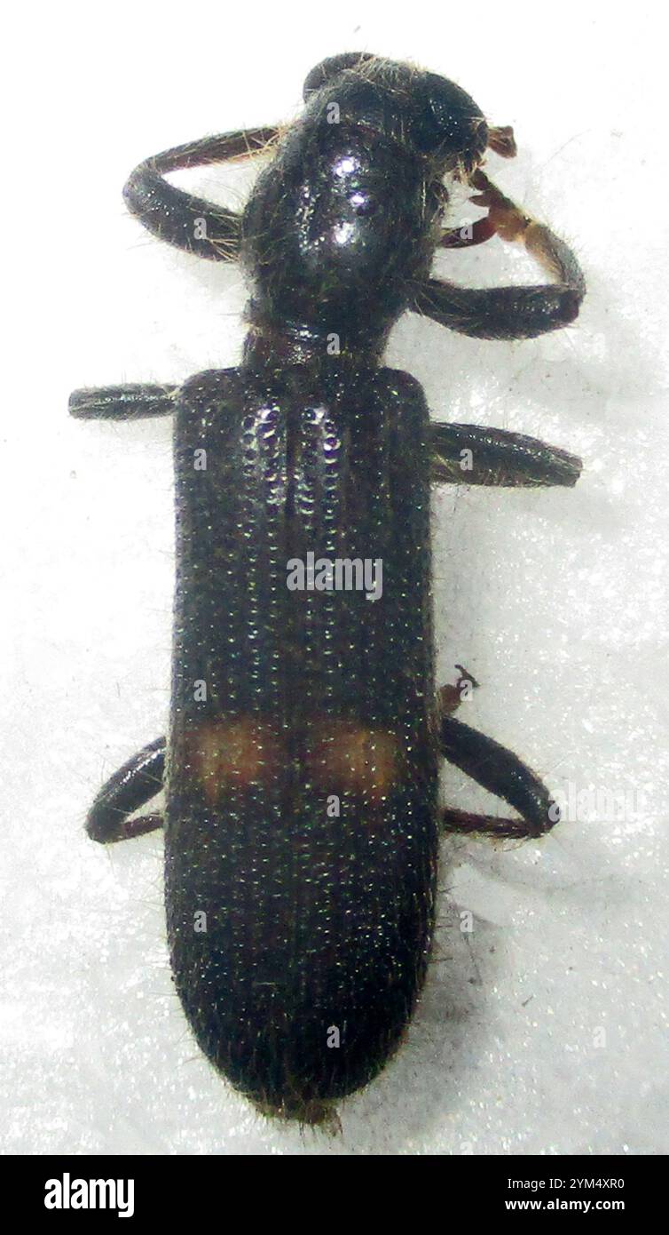 Checkered Beetles (Cleridae Stock Photo - Alamy