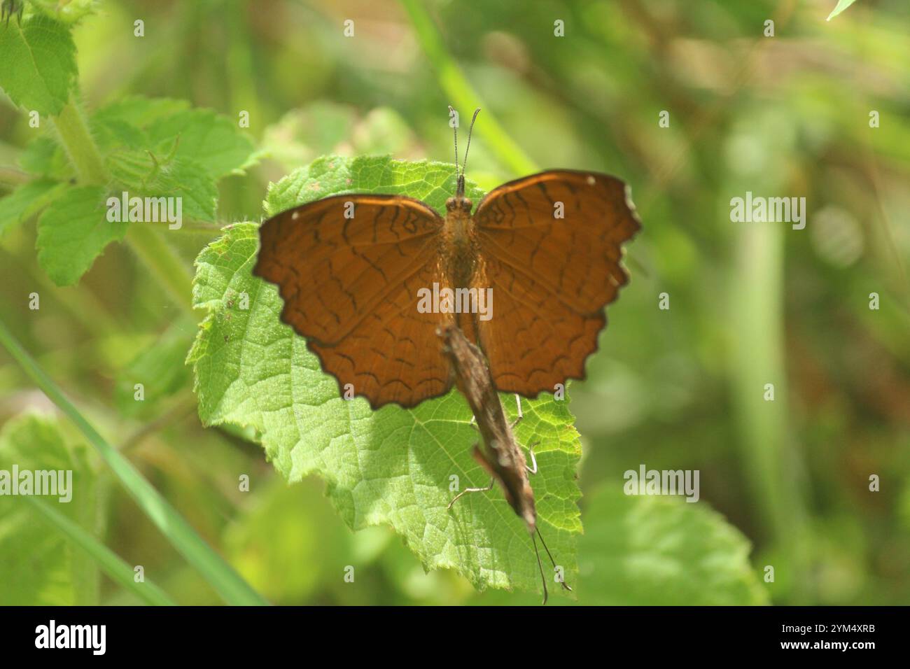 Angled Castor (Ariadne ariadne Stock Photo - Alamy