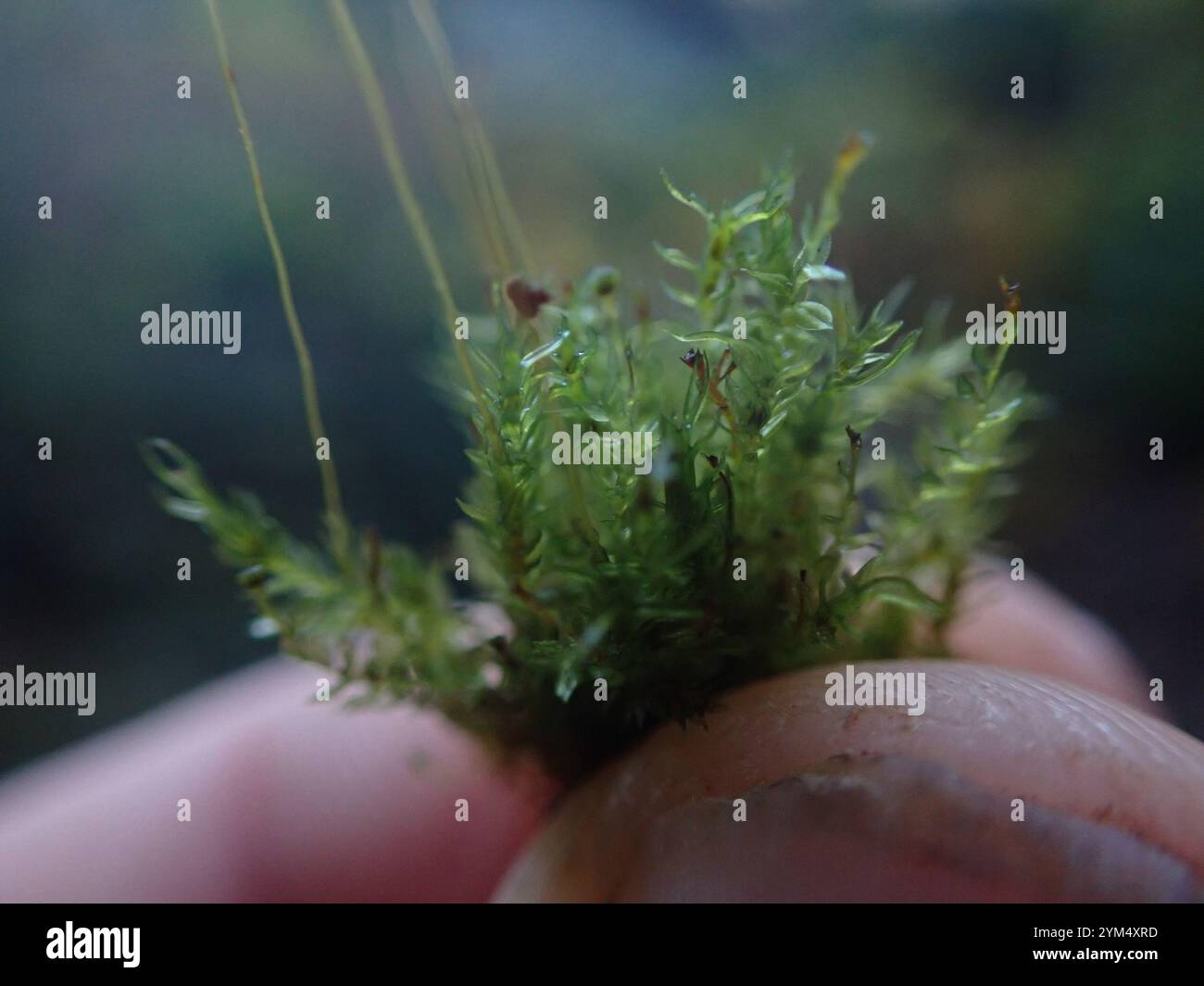 Tetraphis Moss (Tetraphis pellucida Stock Photo - Alamy