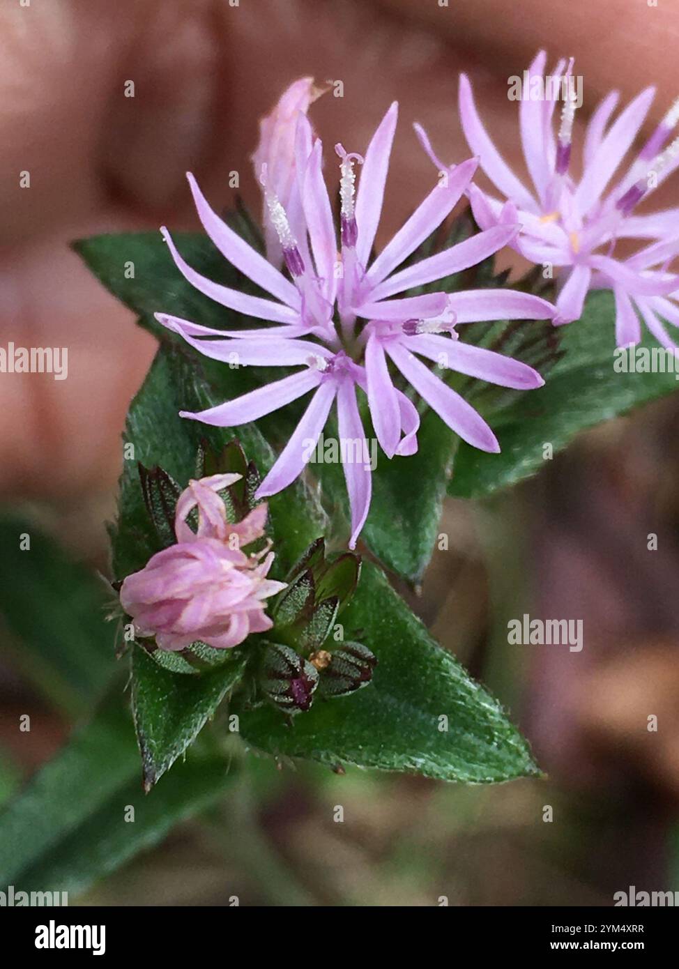 Smooth Elephant's Foot (Elephantopus nudatus Stock Photo - Alamy