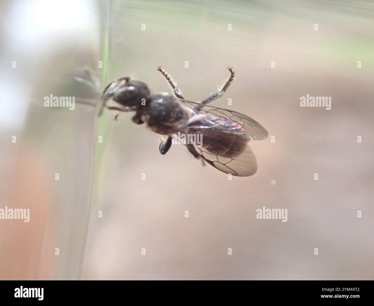 Armored-Resin bees (Heriades Stock Photo - Alamy