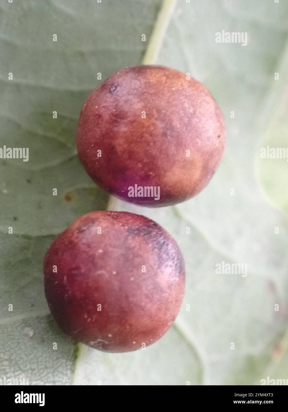 Pea Gall Wasp (Cynips divisa Stock Photo - Alamy