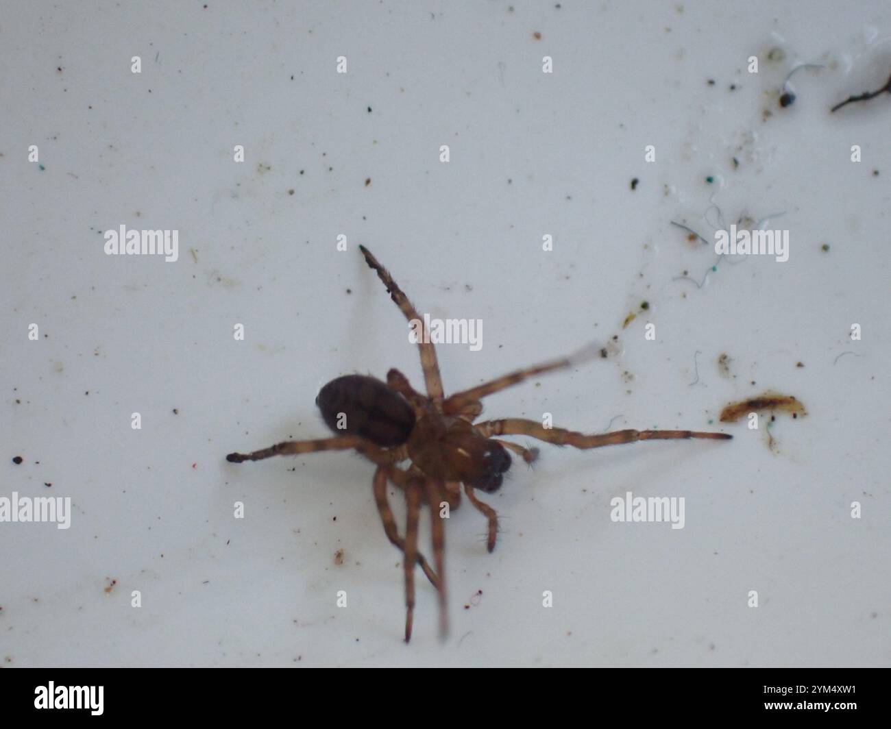 Callobius pictus hi-res stock photography and images - Alamy