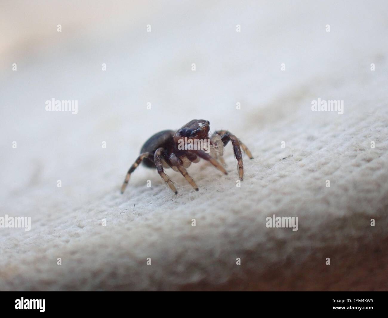 Jumping Spiders (Salticidae Stock Photo - Alamy