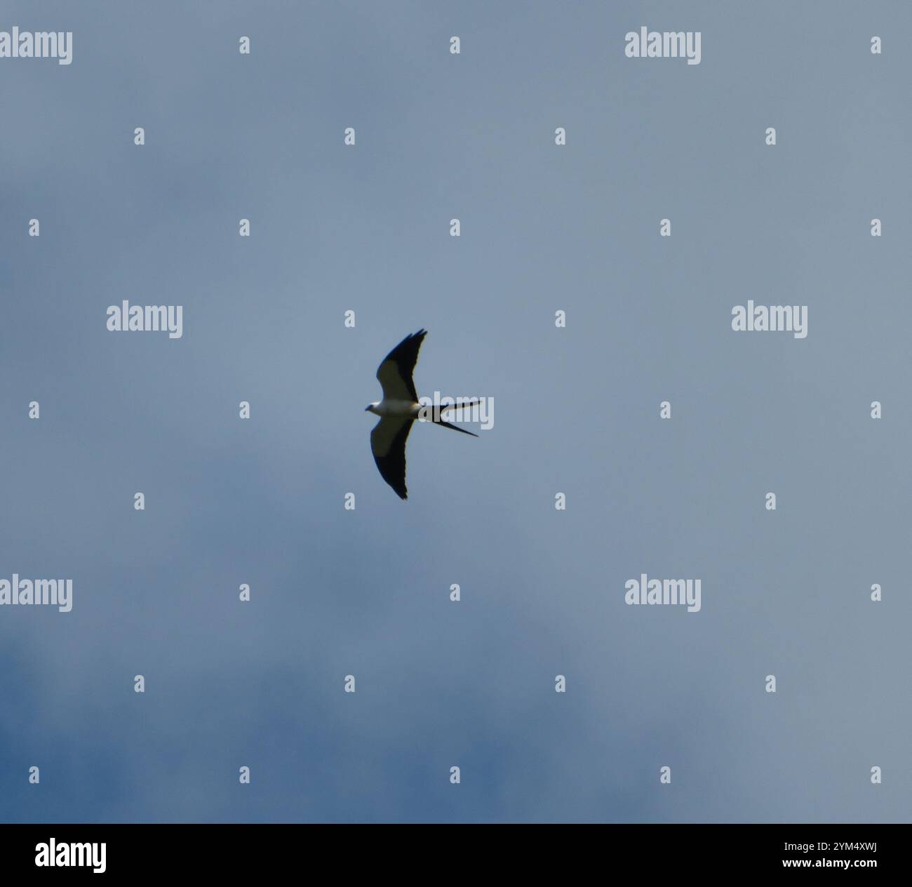 Swallow-tailed Kite (Elanoides forficatus Stock Photo - Alamy