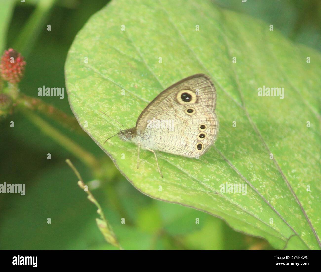 The common four ring hi-res stock photography and images - Alamy