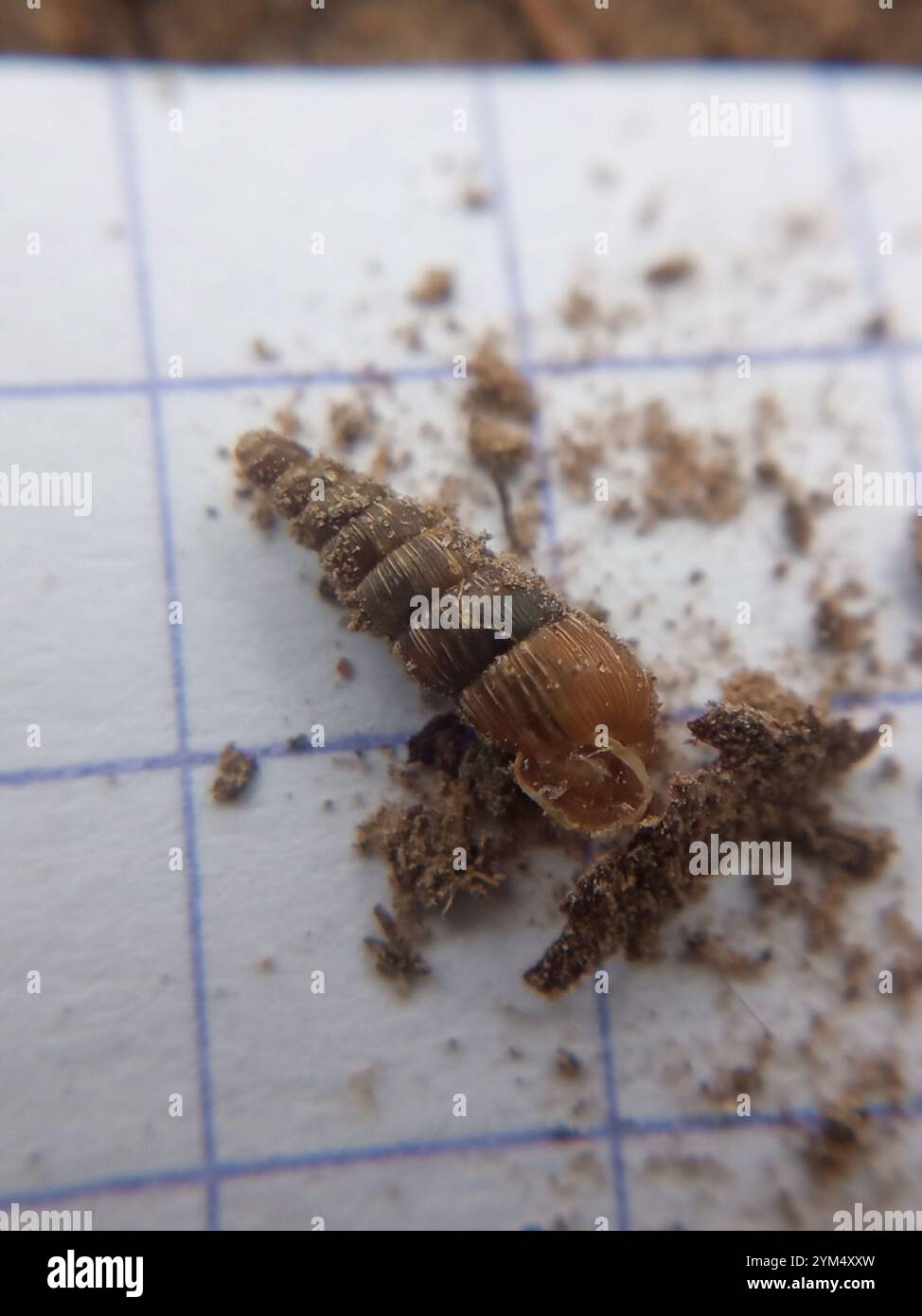 Wall Snail (Balea perversa Stock Photo - Alamy